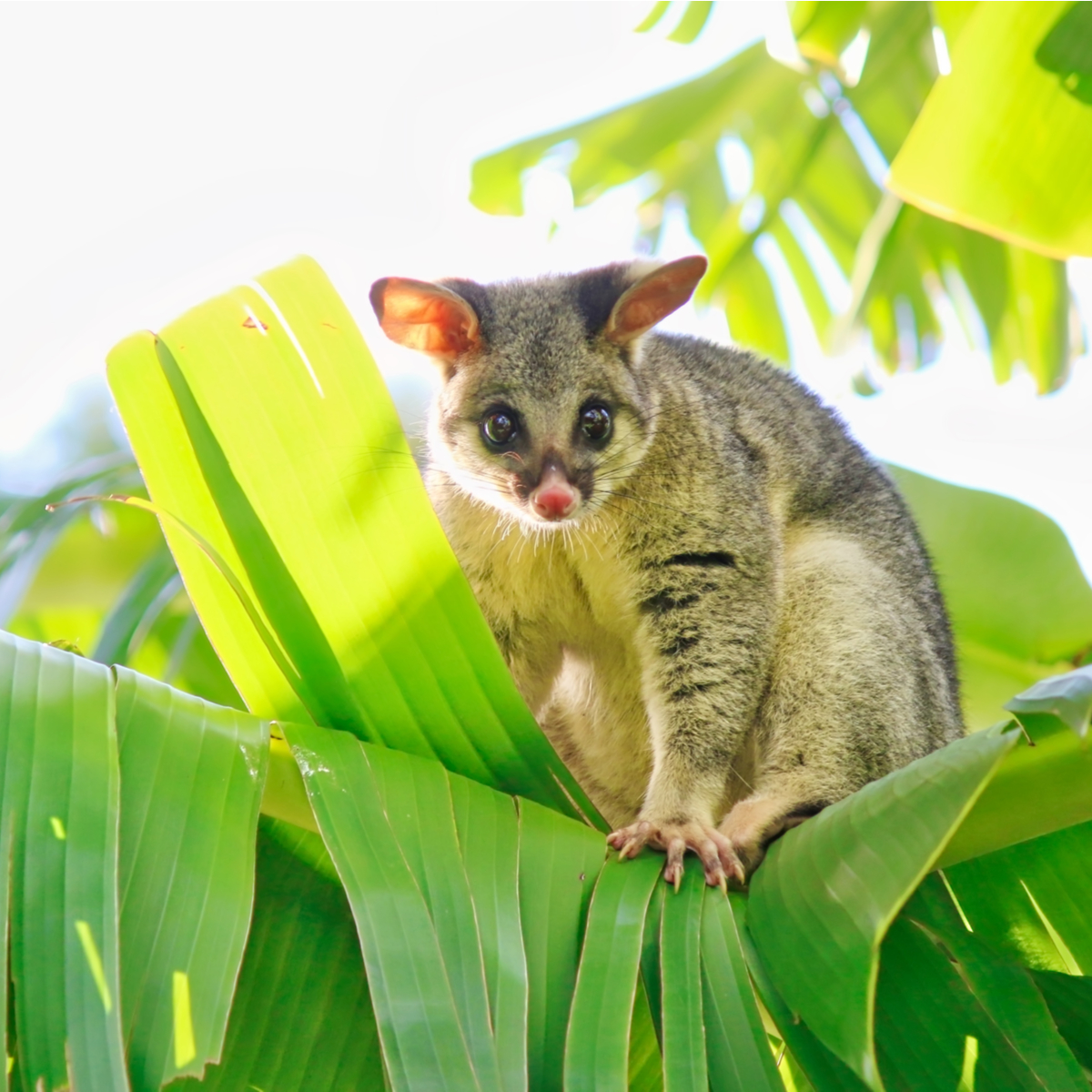 Category: Animal and Pest Control - Enviromart - Enviromart